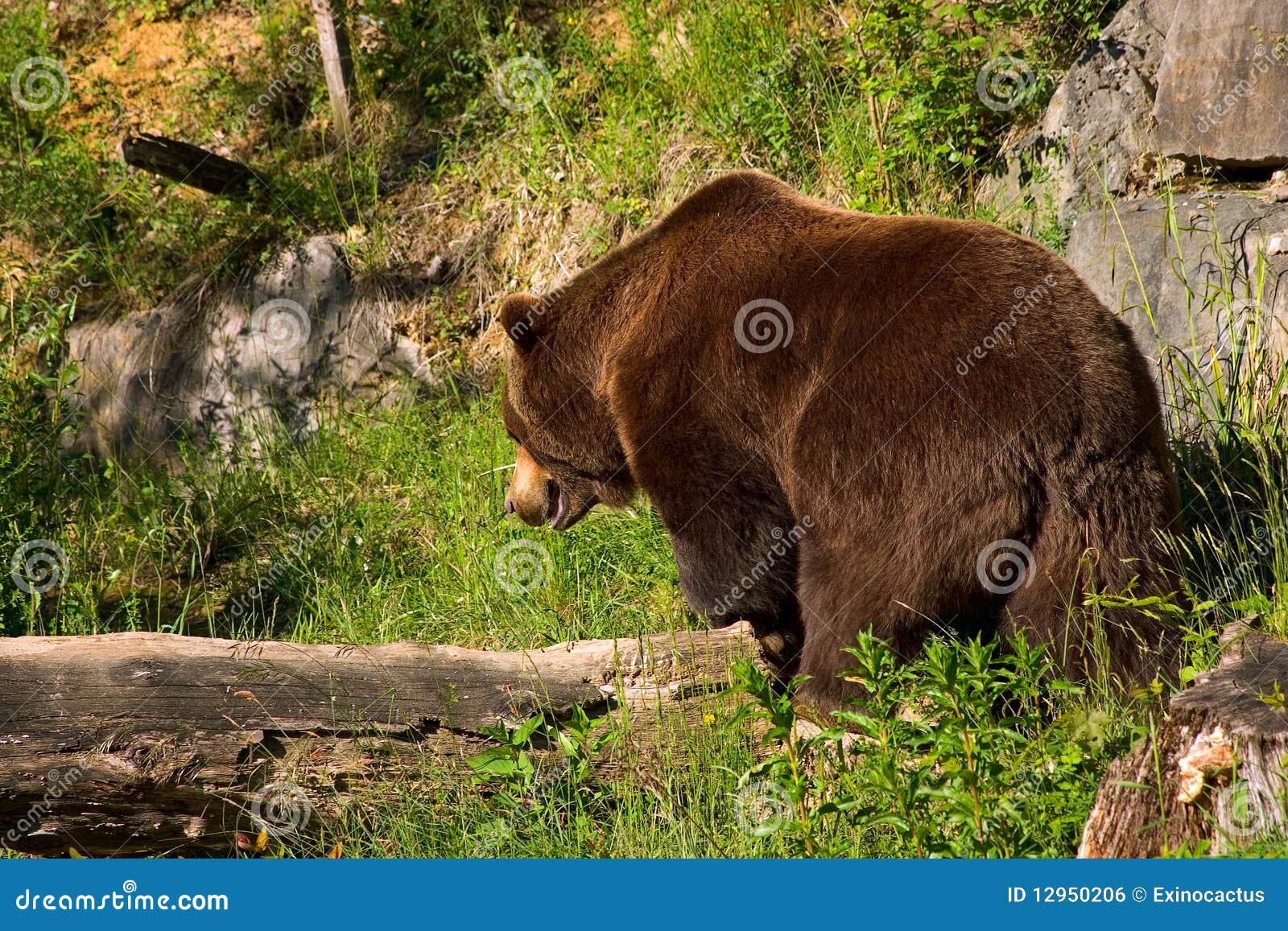 Oso marrón europeo foto de archivo. Imagen de animal - 12950206