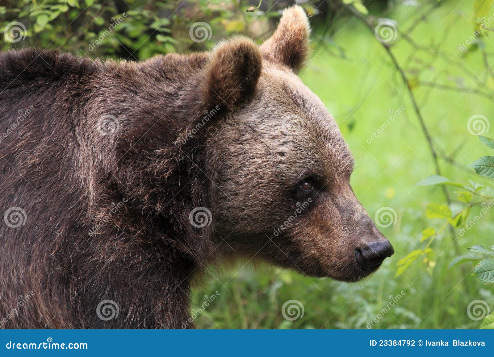 Oso marrón europeo foto de archivo. Imagen de animal - 23384792