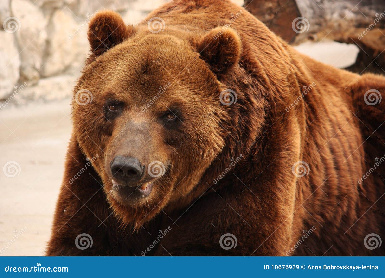 Oso marrón grande imagen de archivo. Imagen de potencia - 10676939