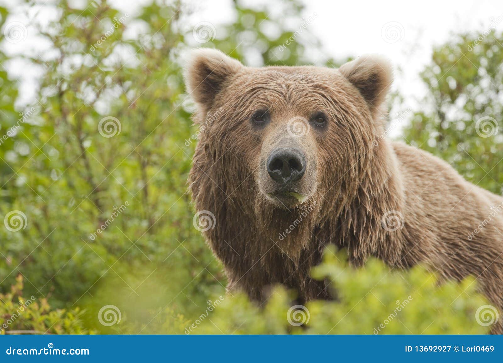 Oso marrón masculino imagen de archivo. Imagen de pulir - 13692927