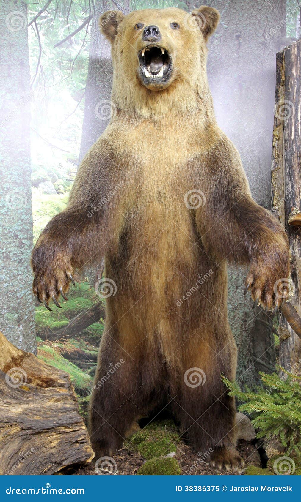 Oso marrón relleno real imagen editorial. Imagen de oriente - 38386375