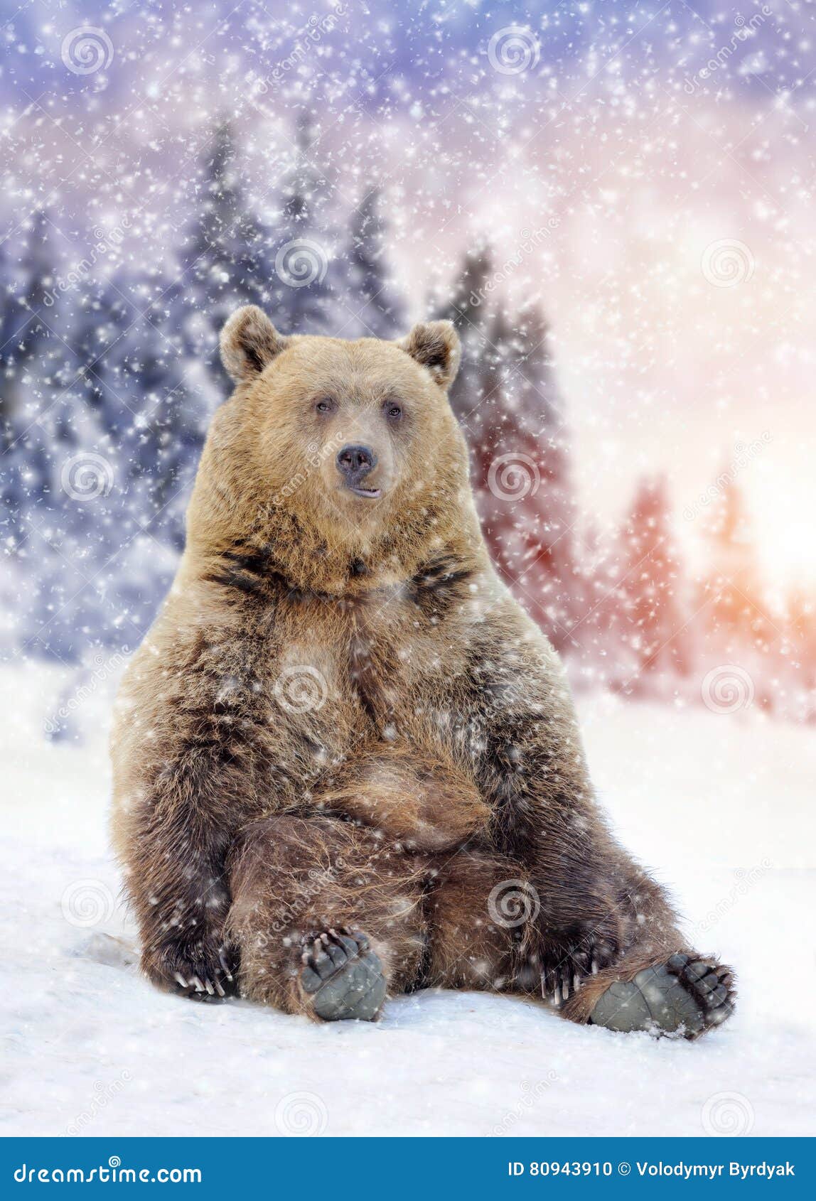 Oso marrón salvaje foto de archivo. Imagen de grande - 80943910