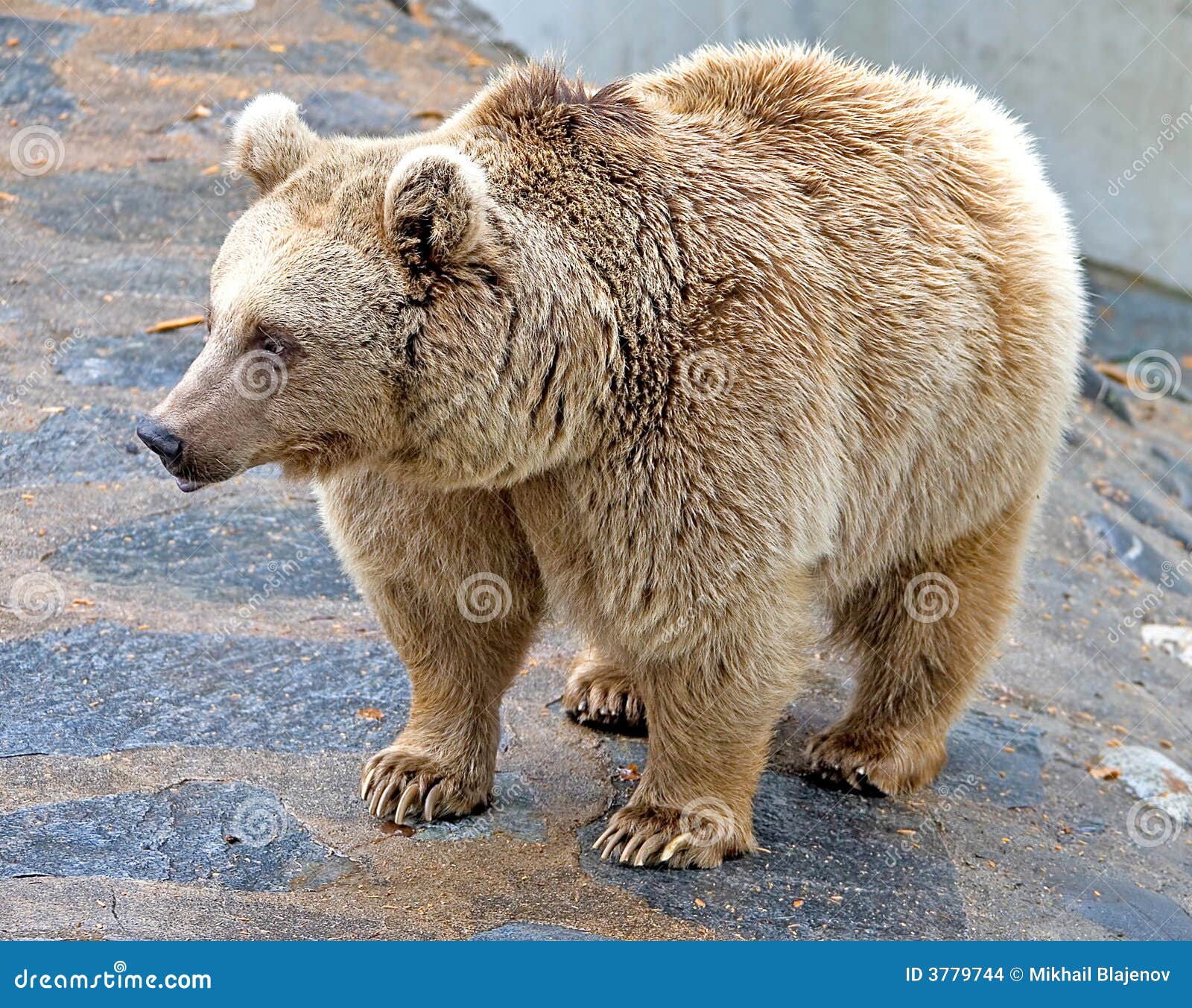 Oso marrón sirio 6 foto de archivo. Imagen de animal, especie - 3779744