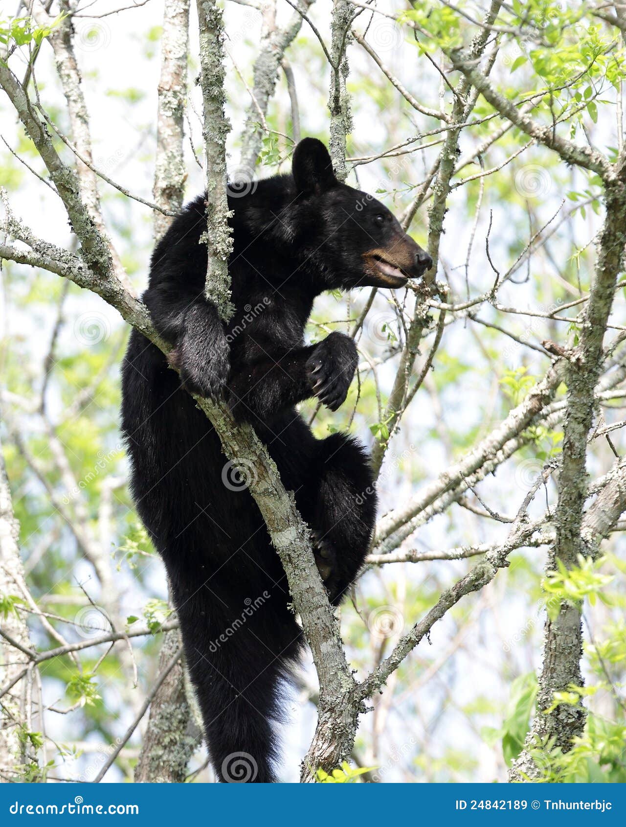 Oso negro imagen de archivo. Imagen de negro, salvaje - 24842189