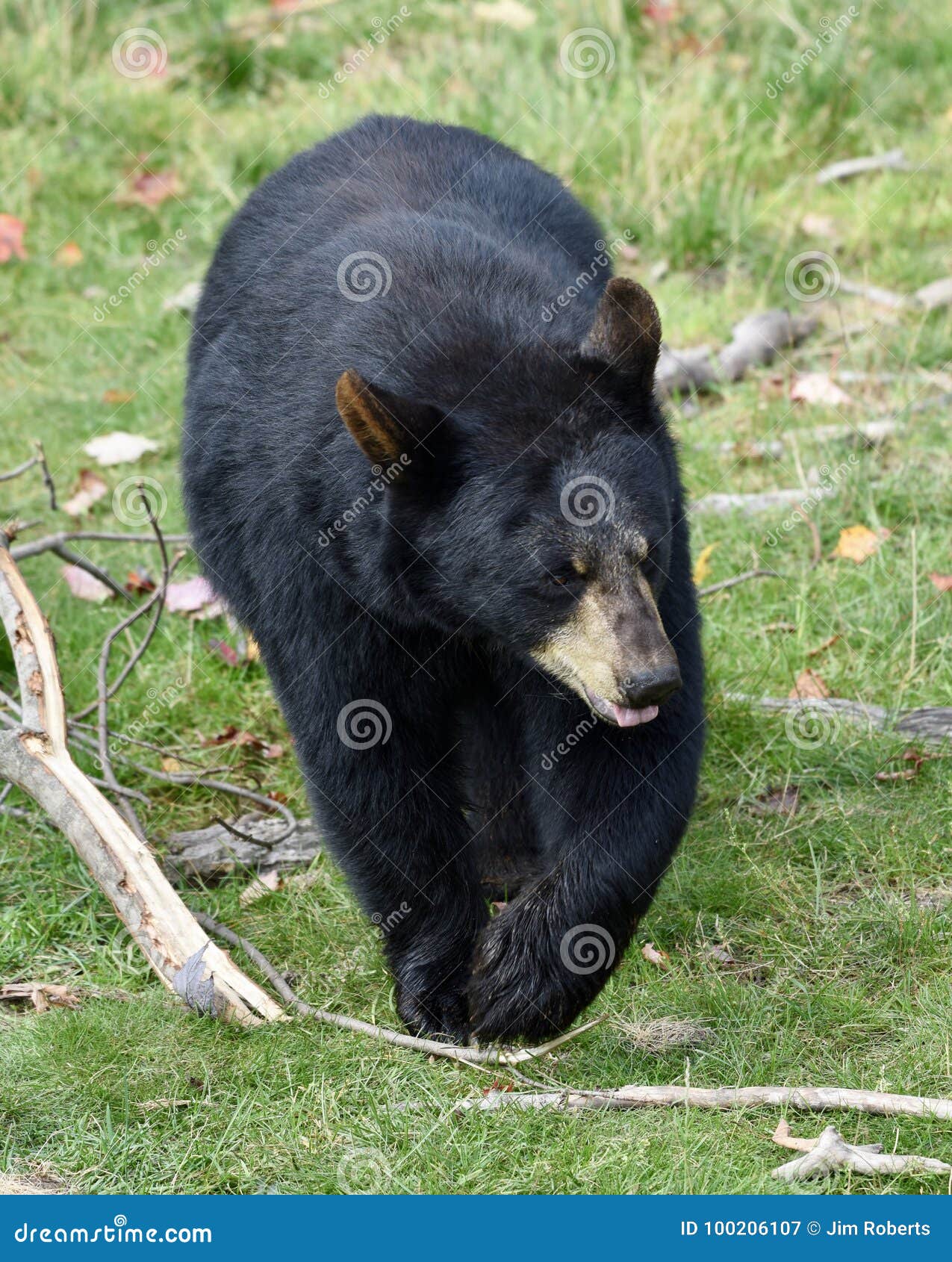 Oso negro americano imagen de archivo. Imagen de osos - 100206107