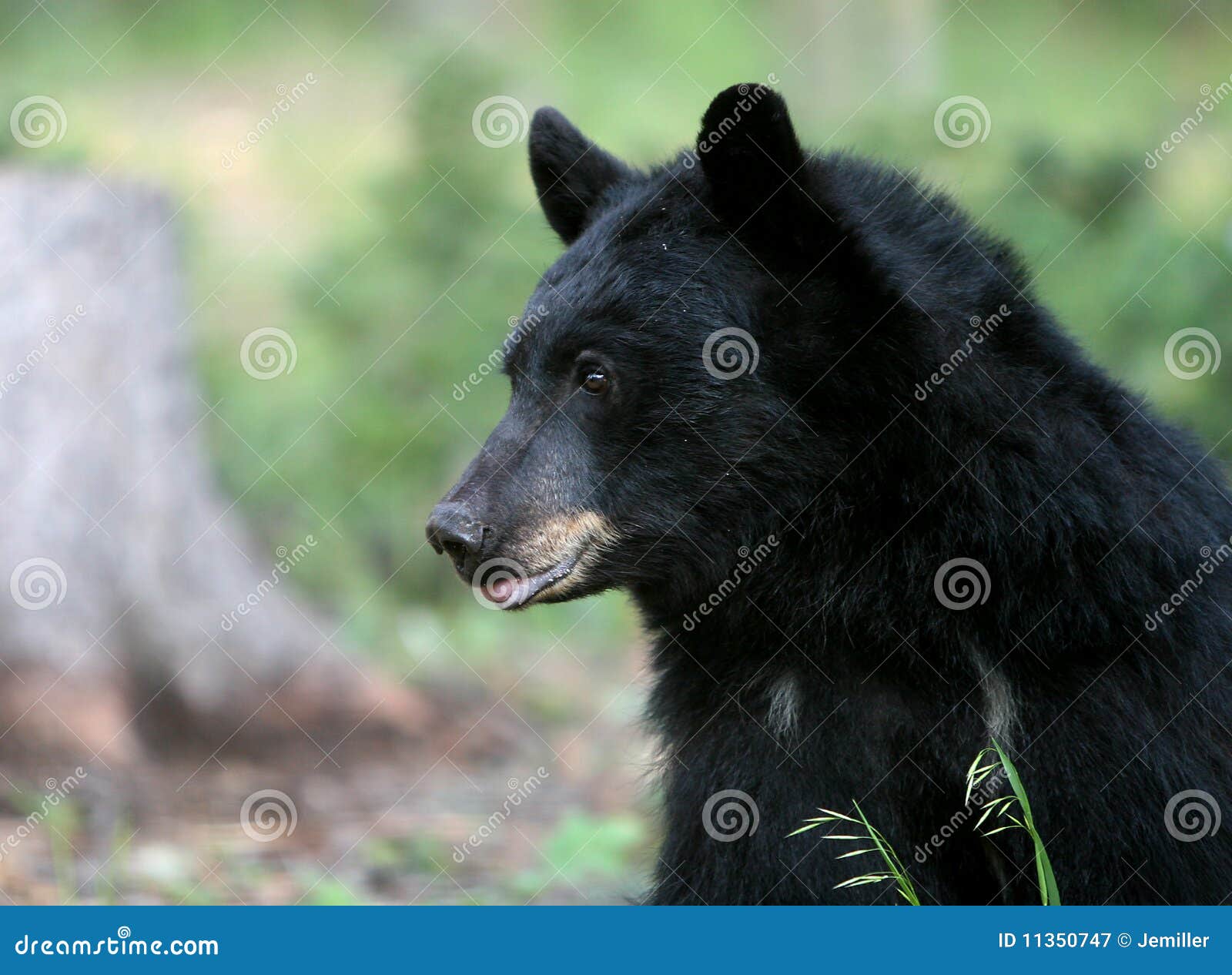 Oso negro americano imagen de archivo. Imagen de maderas - 11350747