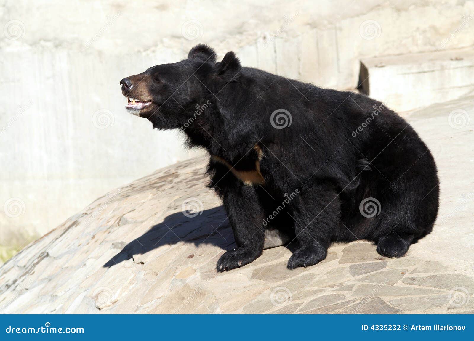 Oso negro de la luna foto de archivo. Imagen de luna, brazo - 4335232