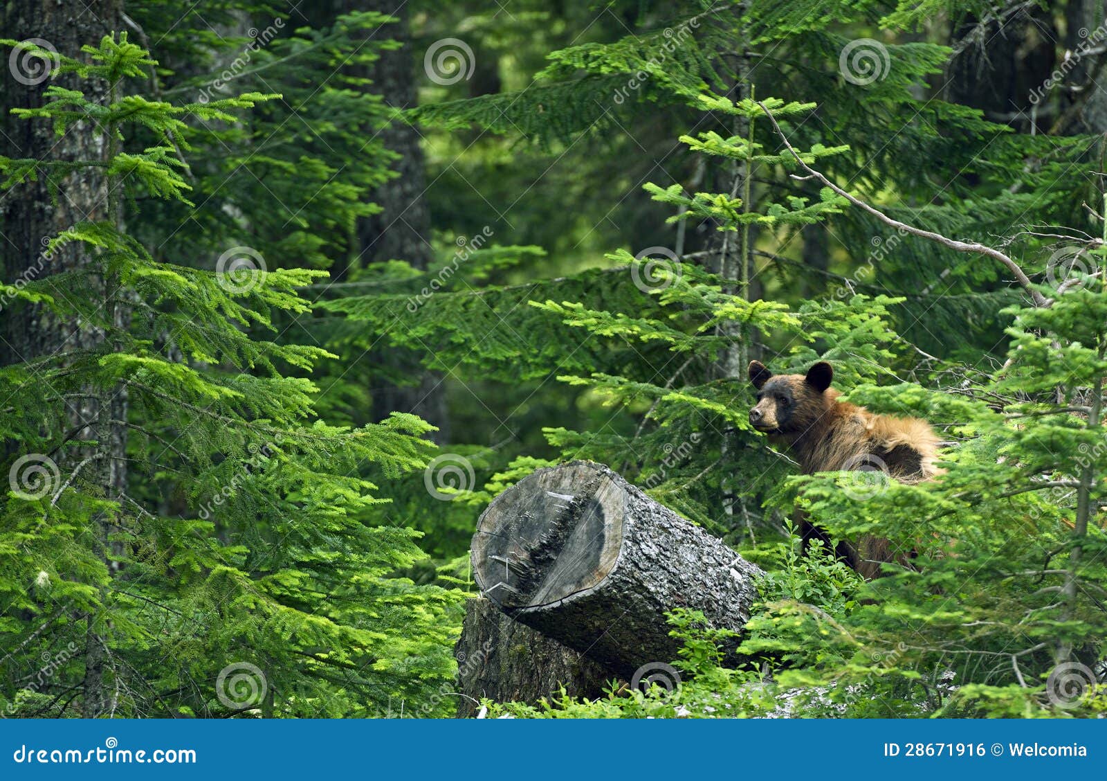 Oso Negro En Bosque Imagen de archivo libre de regalías - Imagen: 28671916