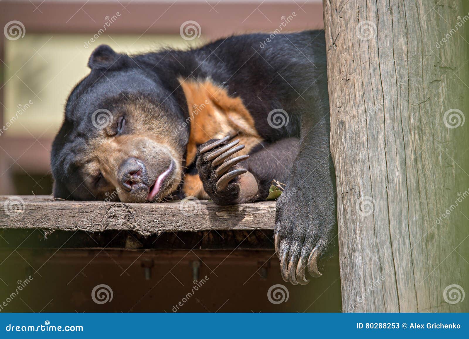 Oso O Miel Malayo Del Sol Bearsleeping Imagen de archivo - Imagen de ...