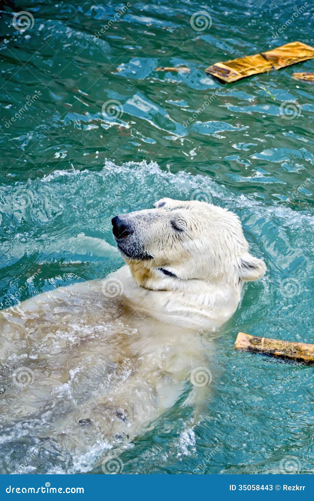 Oso polar en agua imagen de archivo. Imagen de organismo - 35058443