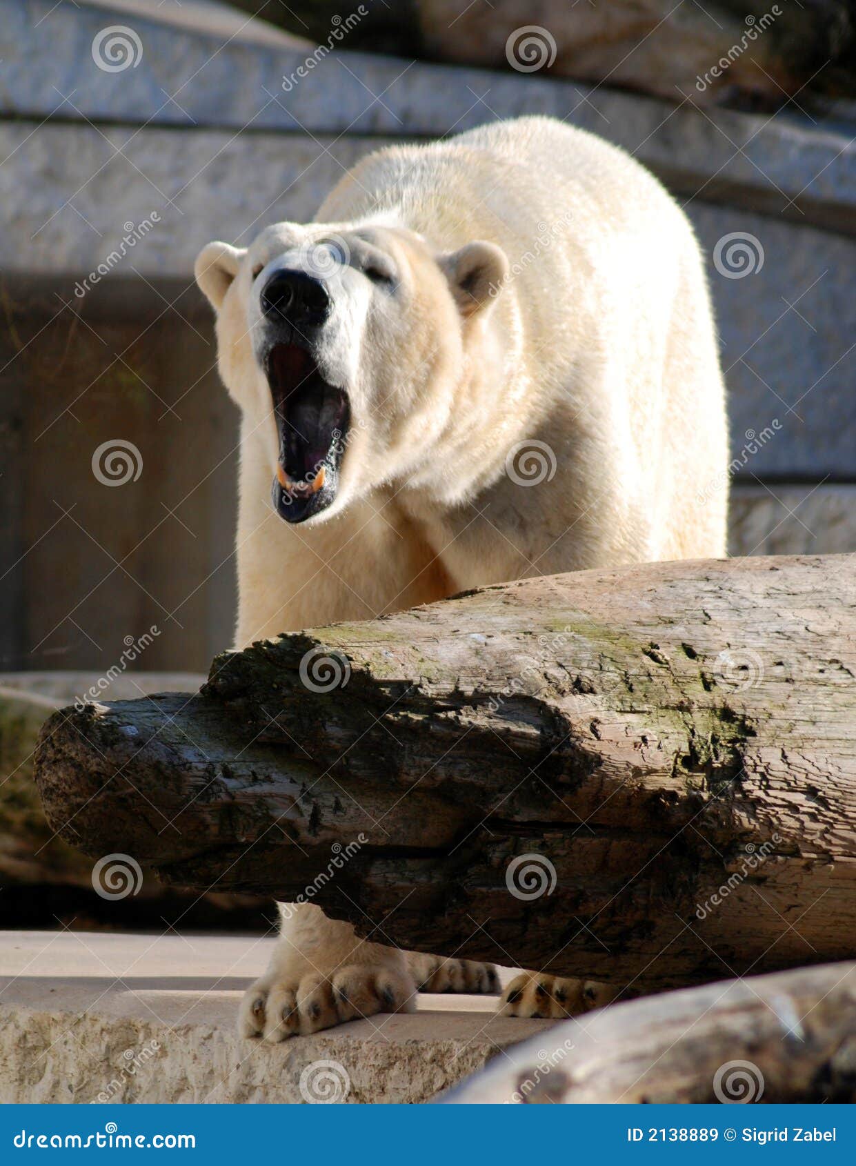 Oso polar que grita imagen de archivo. Imagen de osos - 2138889