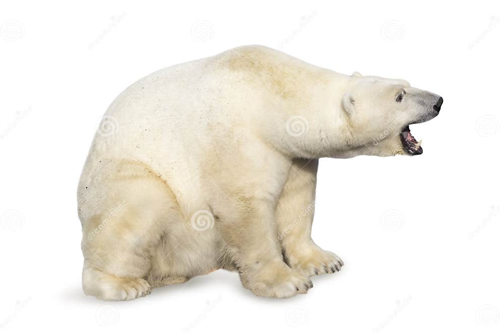 Oso polar que ruge imagen de archivo. Imagen de pata - 44228409