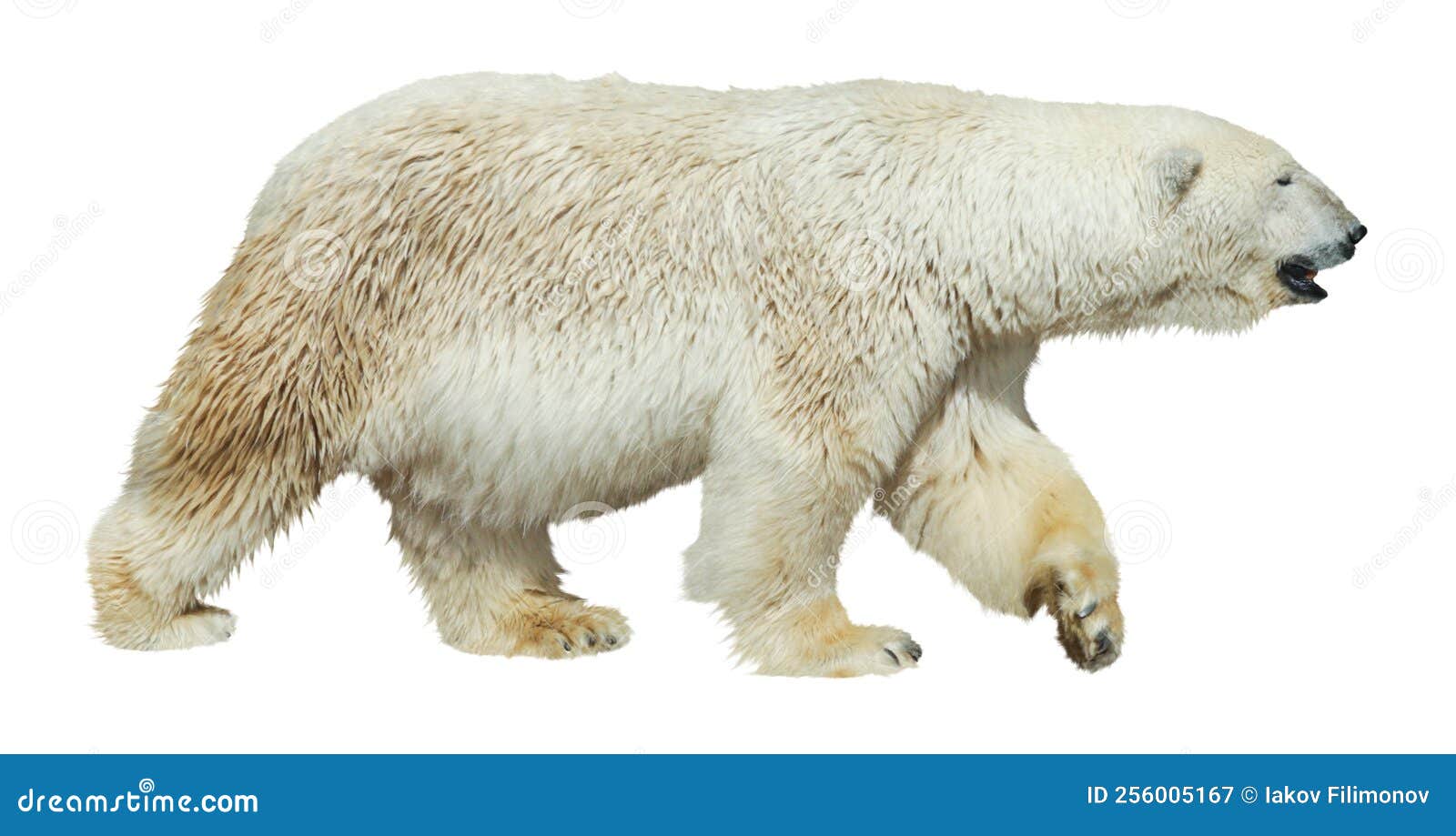 Oso Polar Sobre Fondo Blanco Imagen de archivo - Imagen de fauna, fondo ...