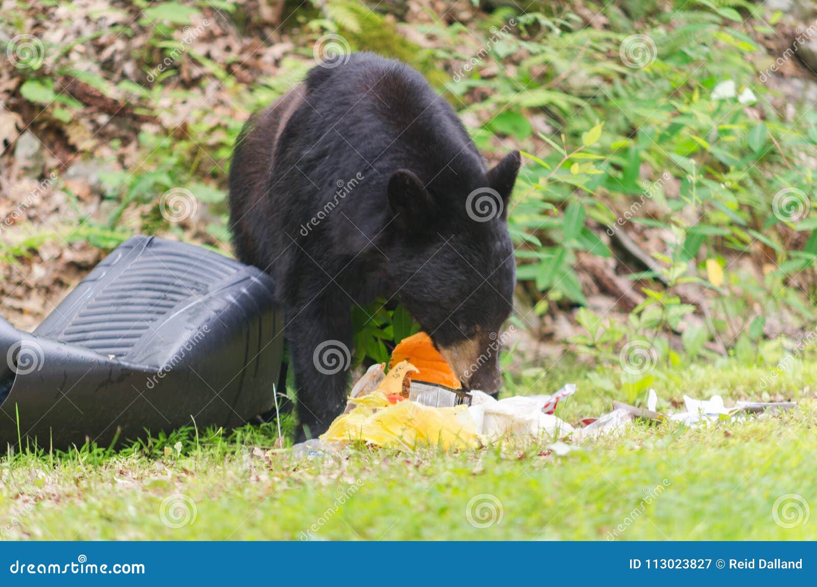 Oso que come basura imagen de archivo. Imagen de bestia - 113023827