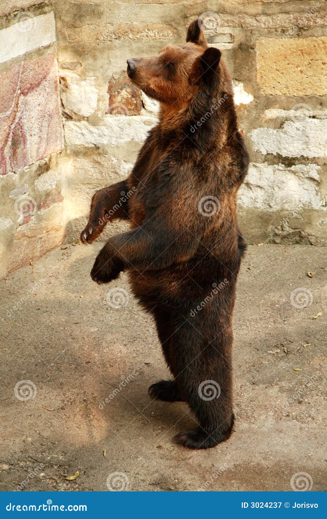 Oso ruso imagen de archivo. Imagen de animal, rusia, petersburgo - 3024237