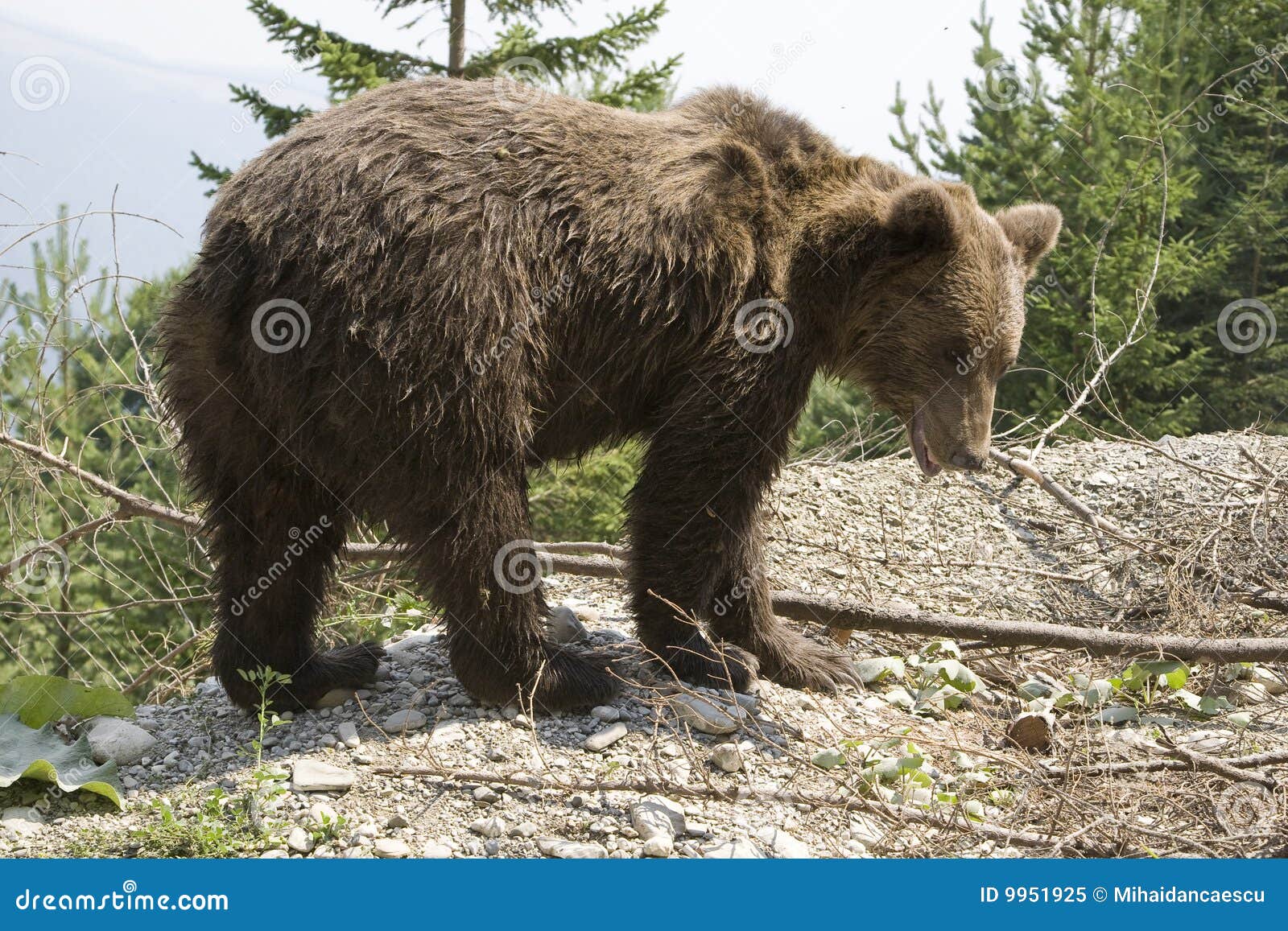 Oso salvaje en el bosque imagen de archivo. Imagen de fauna - 9951925