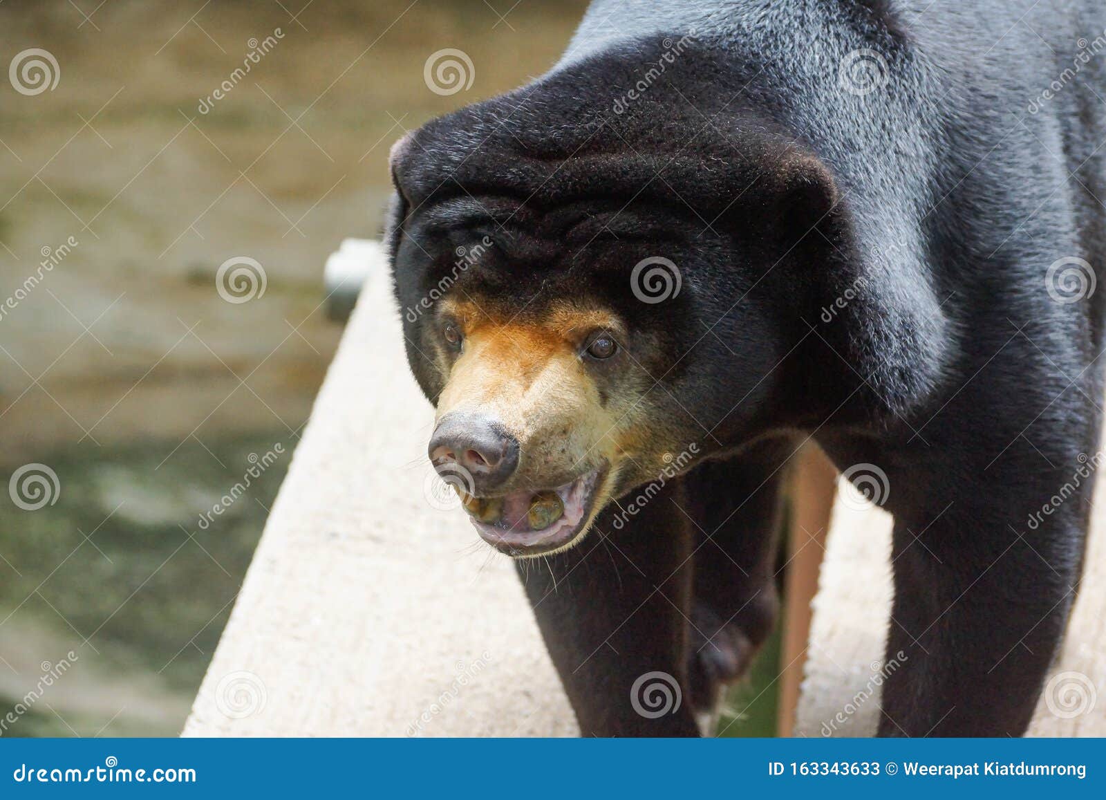 Oso solar malasio imagen de archivo. Imagen de malasia - 163343633