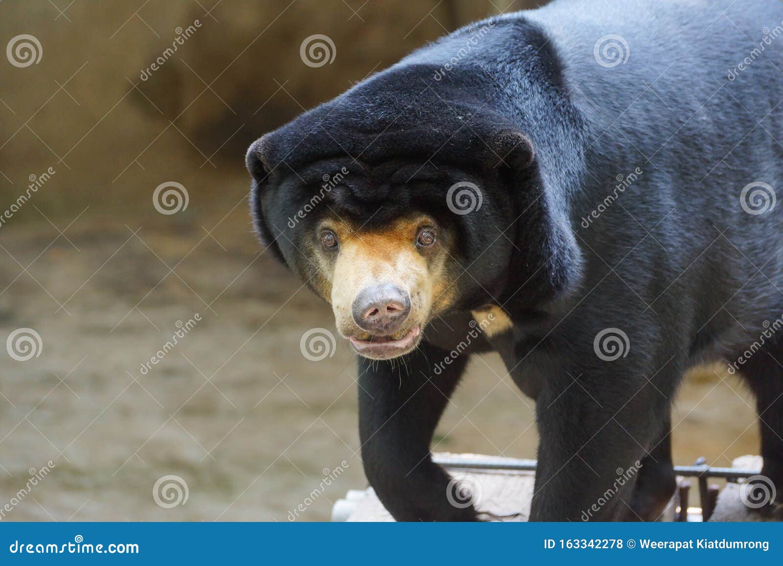 Oso solar malasio foto de archivo. Imagen de malayo - 163342278