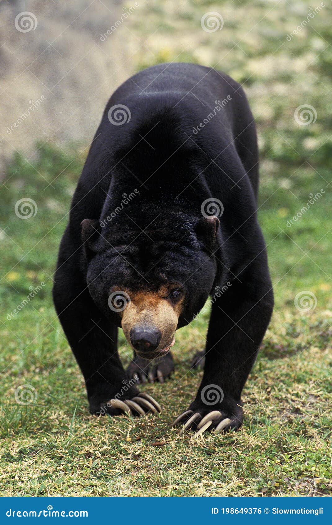 Oso Solar Malayo, Helarctos Malayanus Foto de archivo - Imagen de foto ...