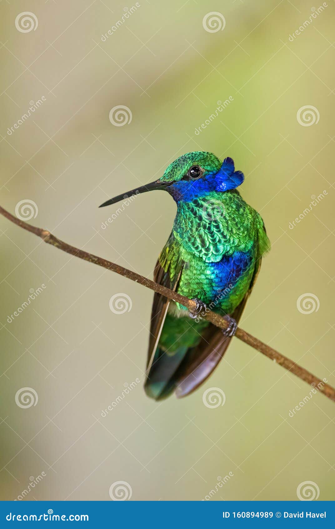 Oso Violeta Resplandeciente - Colibri Coruscans Imagen de archivo ...