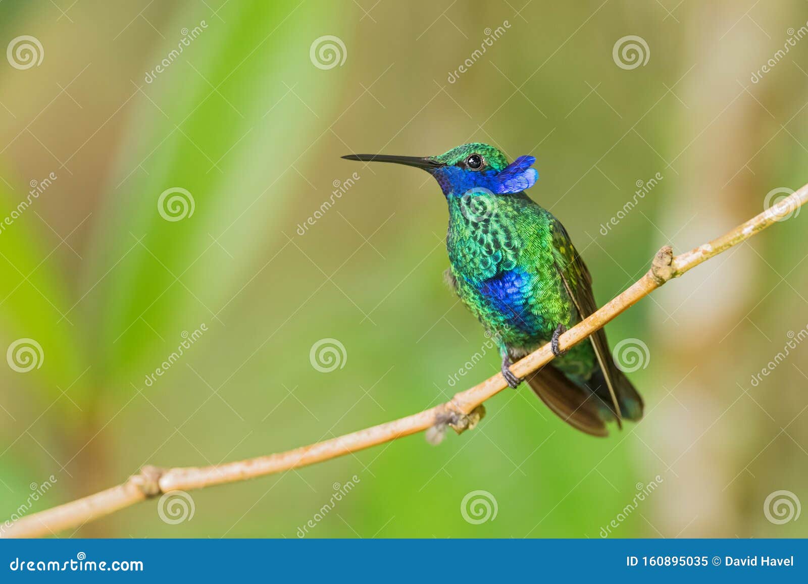 Oso Violeta Resplandeciente - Colibri Coruscans Imagen de archivo ...