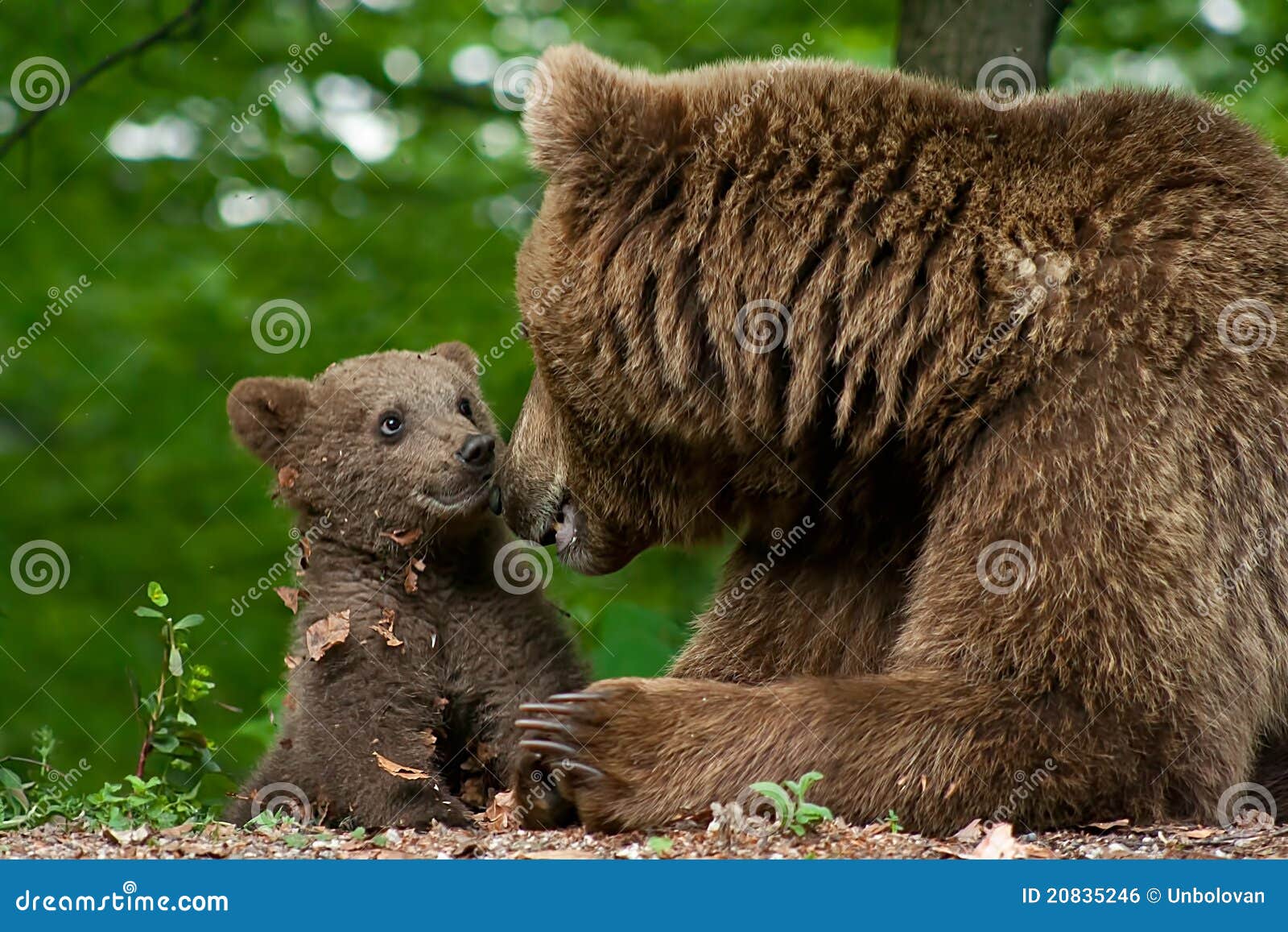 Oso y cachorro de Brown foto de archivo. Imagen de bebé - 20835246