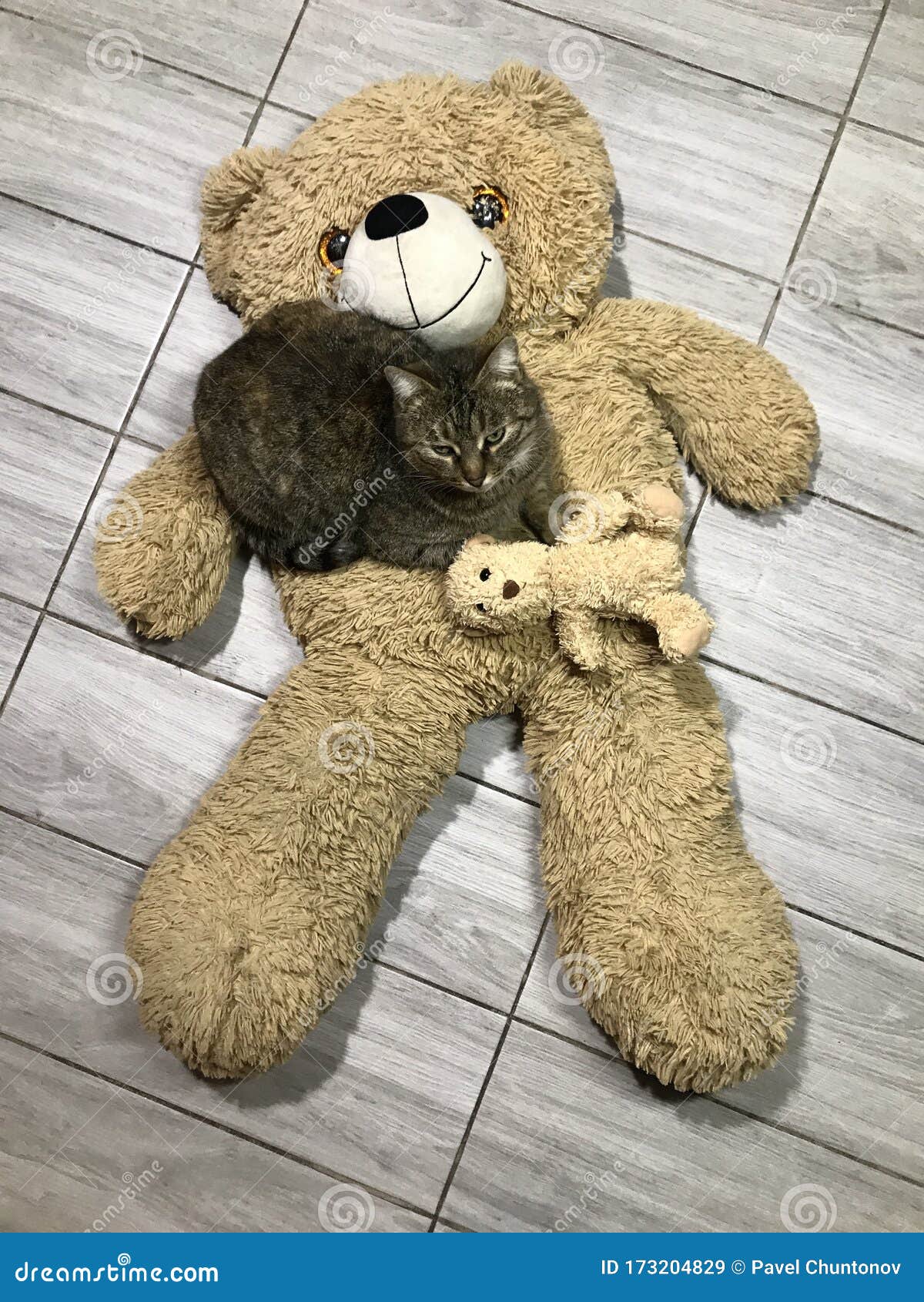 Oso y gato imagen de archivo. Imagen de mascota, gato - 173204829
