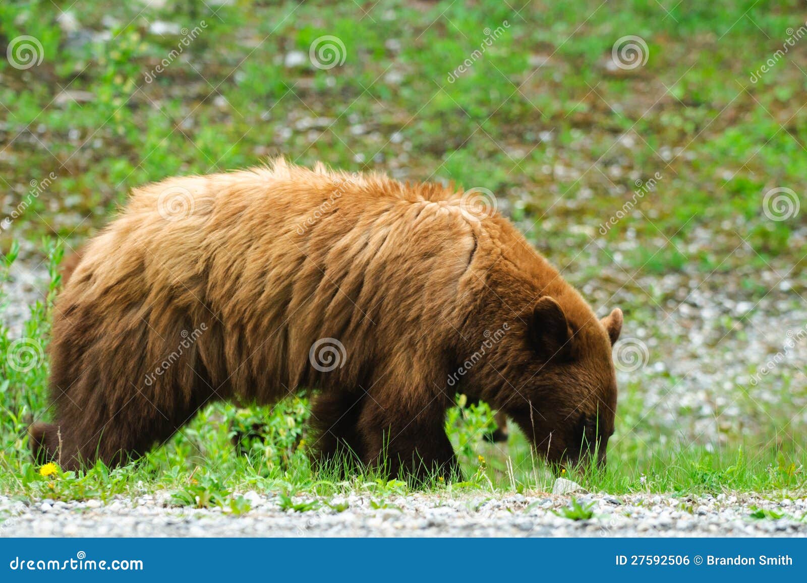 Osos de Brown foto de archivo. Imagen de verano, grande - 27592506