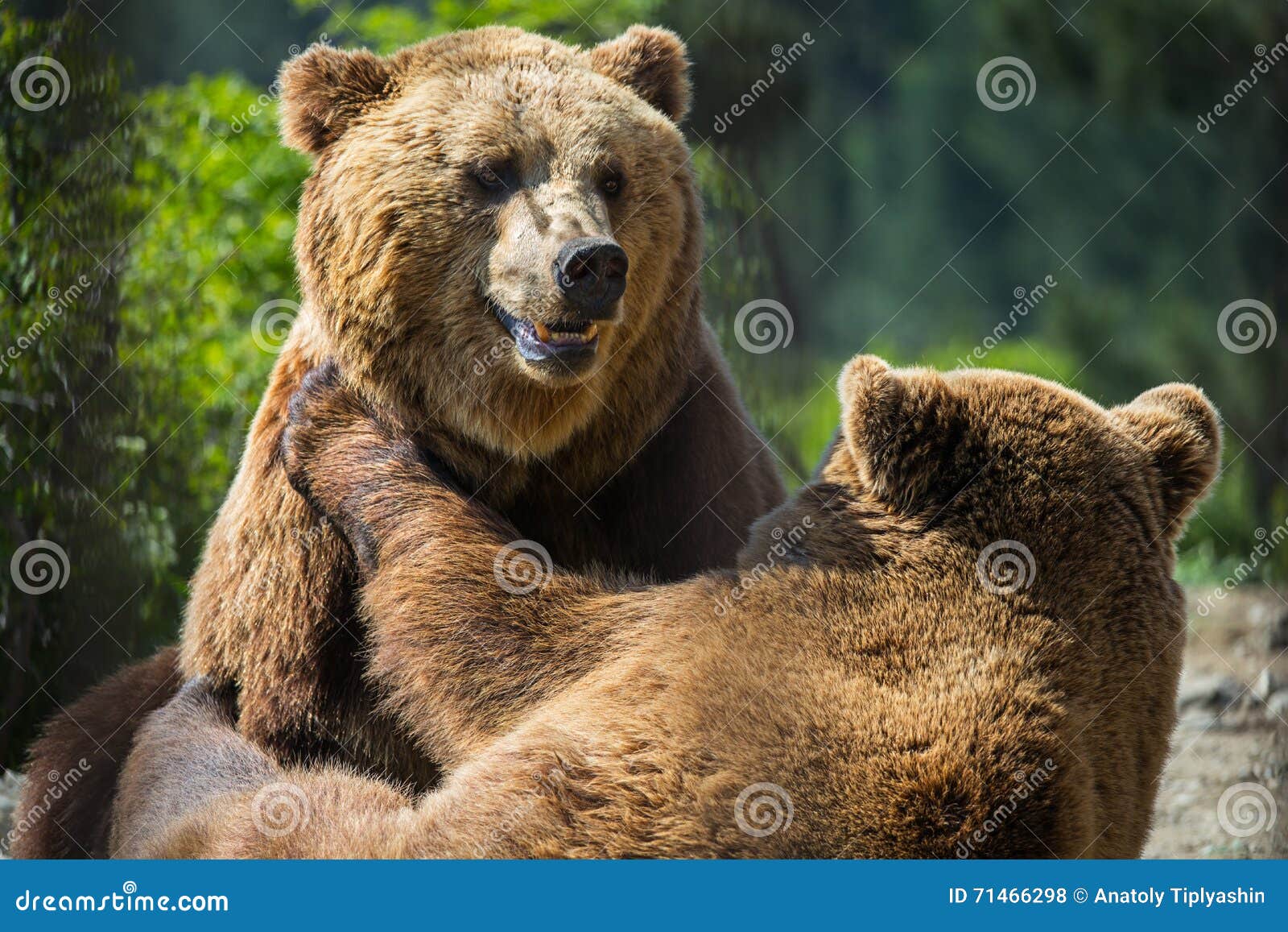 Osos en bosque foto de archivo. Imagen de mojado, salvaje - 71466298