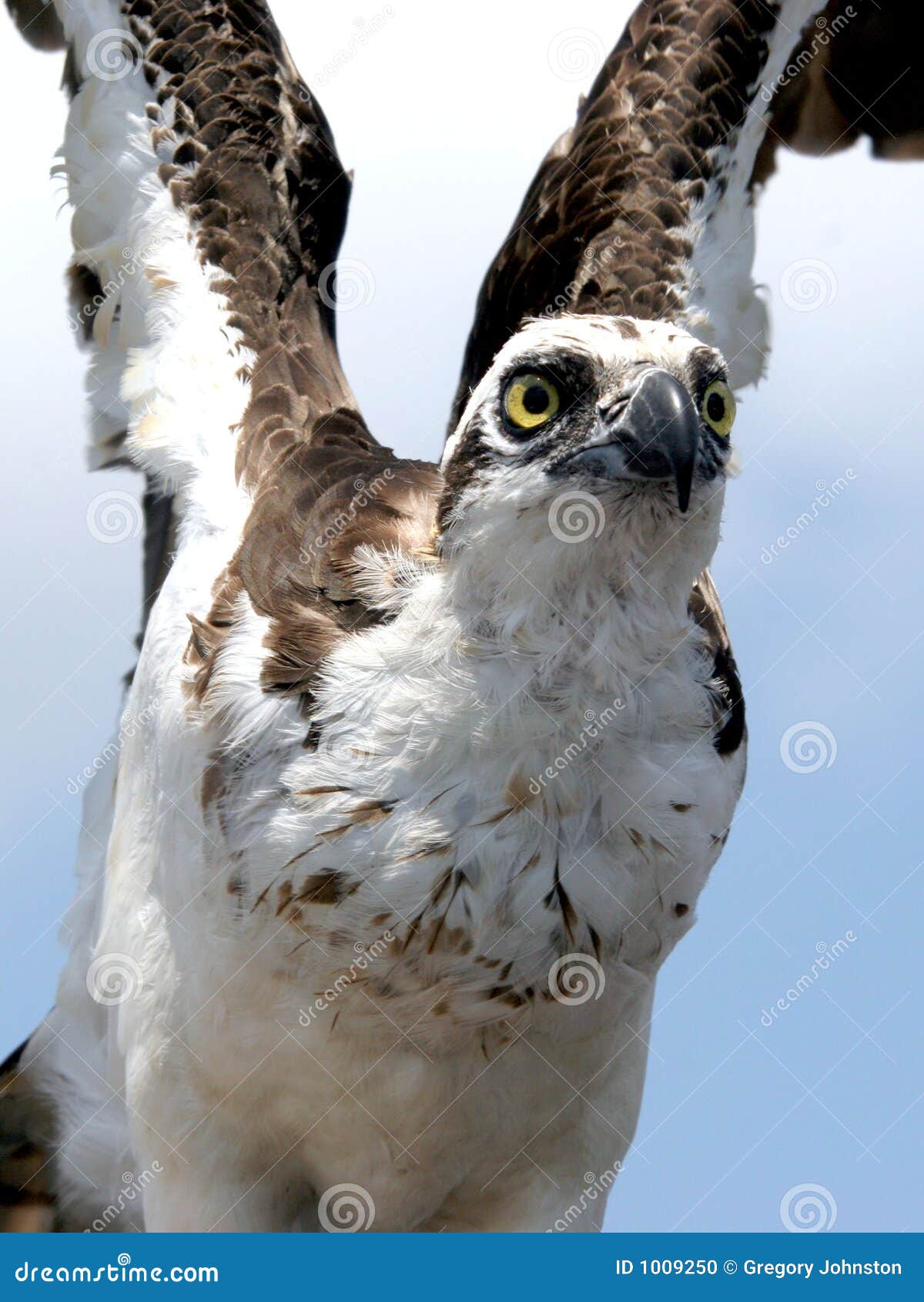 Osprey stock photo. Image of beak, flap, osprey, feather - 1009250