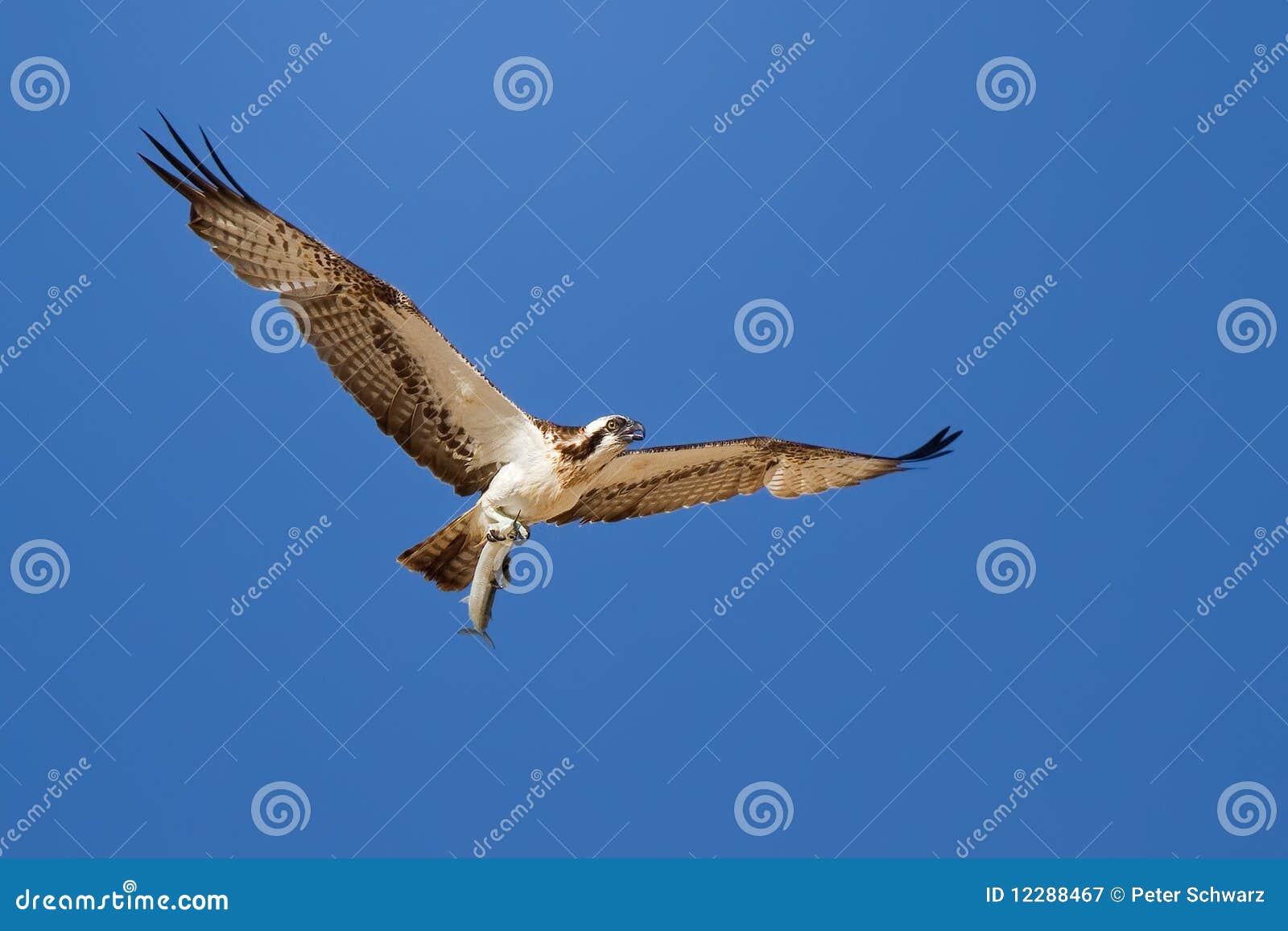 Osprey stock image. Image of eagle, prey, osprey, beak - 12288467