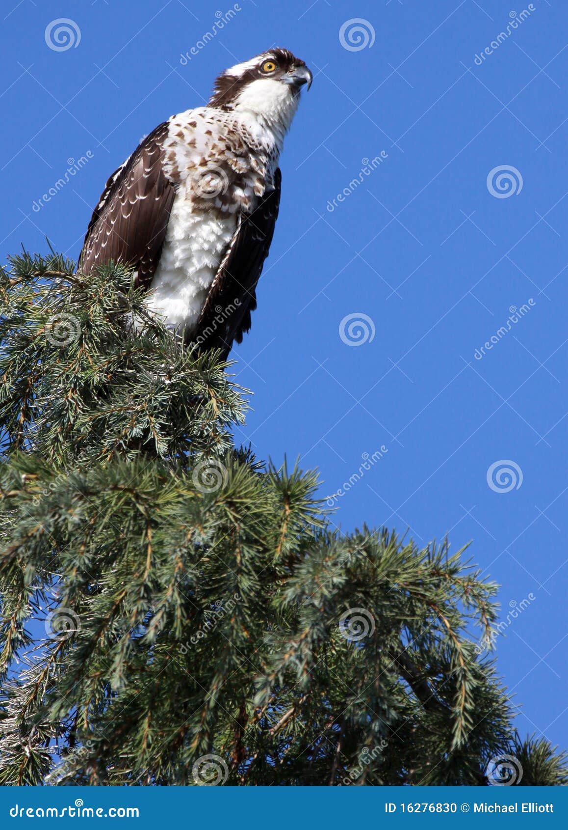 Osprey stock photo. Image of fish, undomesticated, raptors - 16276830