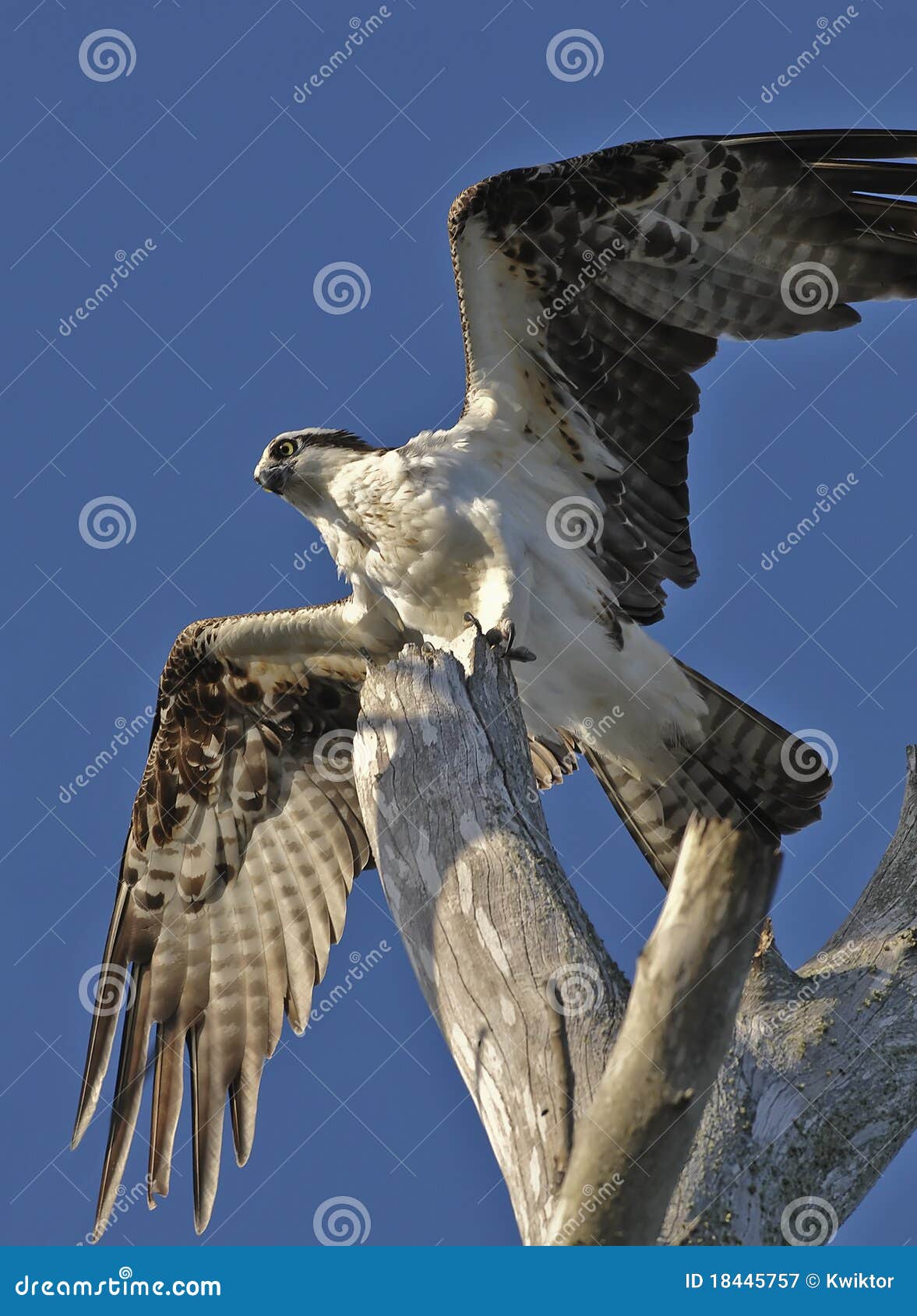Osprey stock image. Image of wild, wing, eagle, bird - 18445757