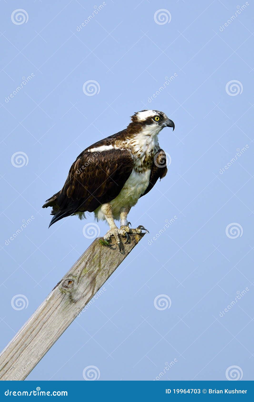 Osprey stock image. Image of park, hawk, color, birdwatching - 19964703