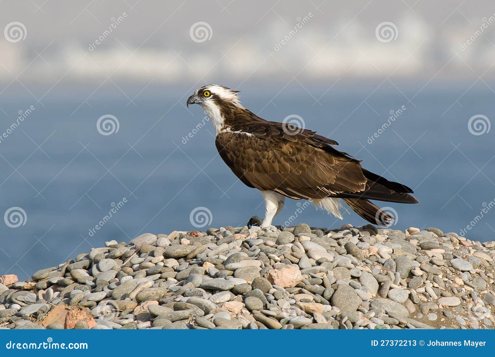 Osprey stock image. Image of gravel, conservation, beak - 27372213