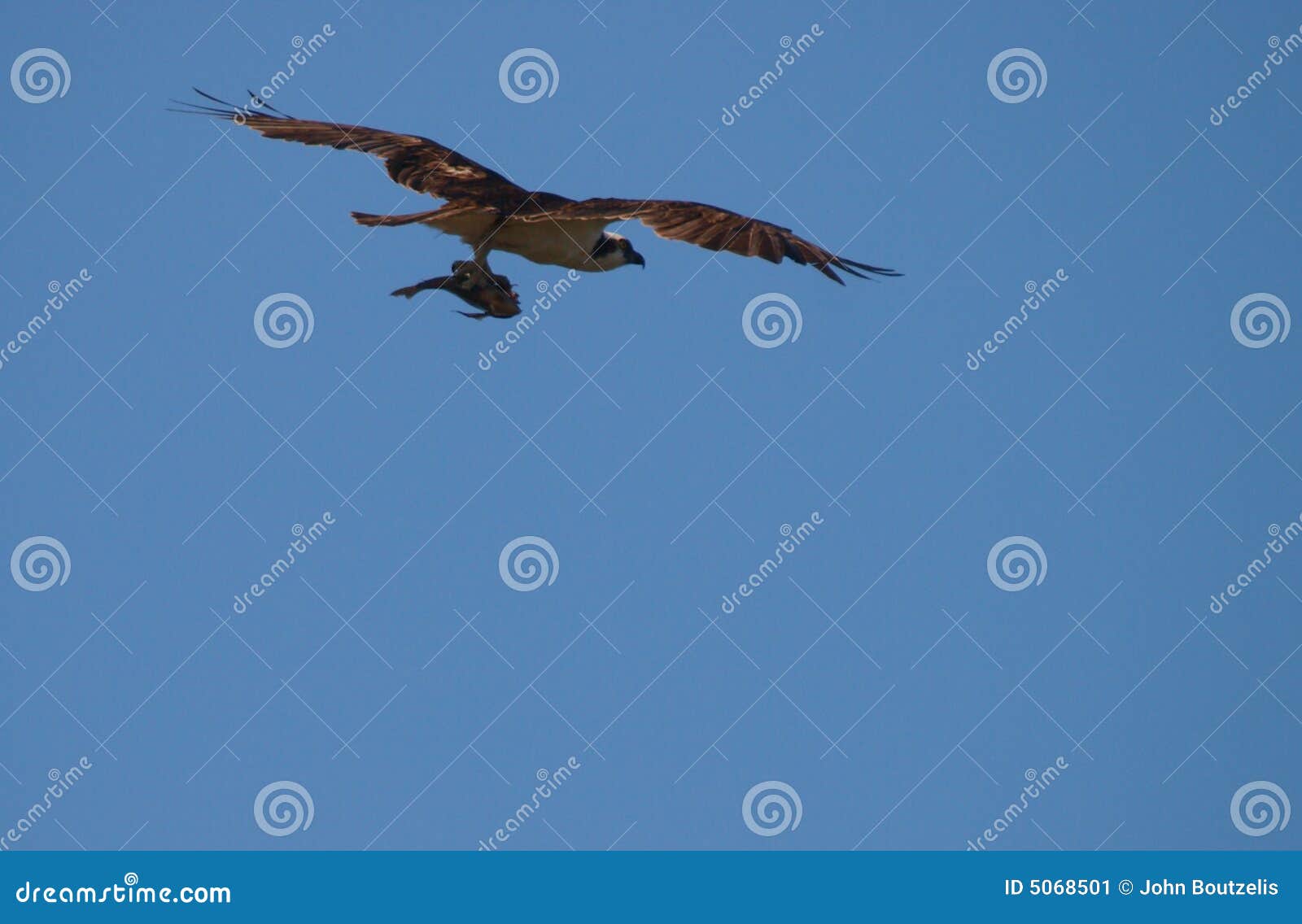 Osprey stock image. Image of conservation, predator, prey - 5068501