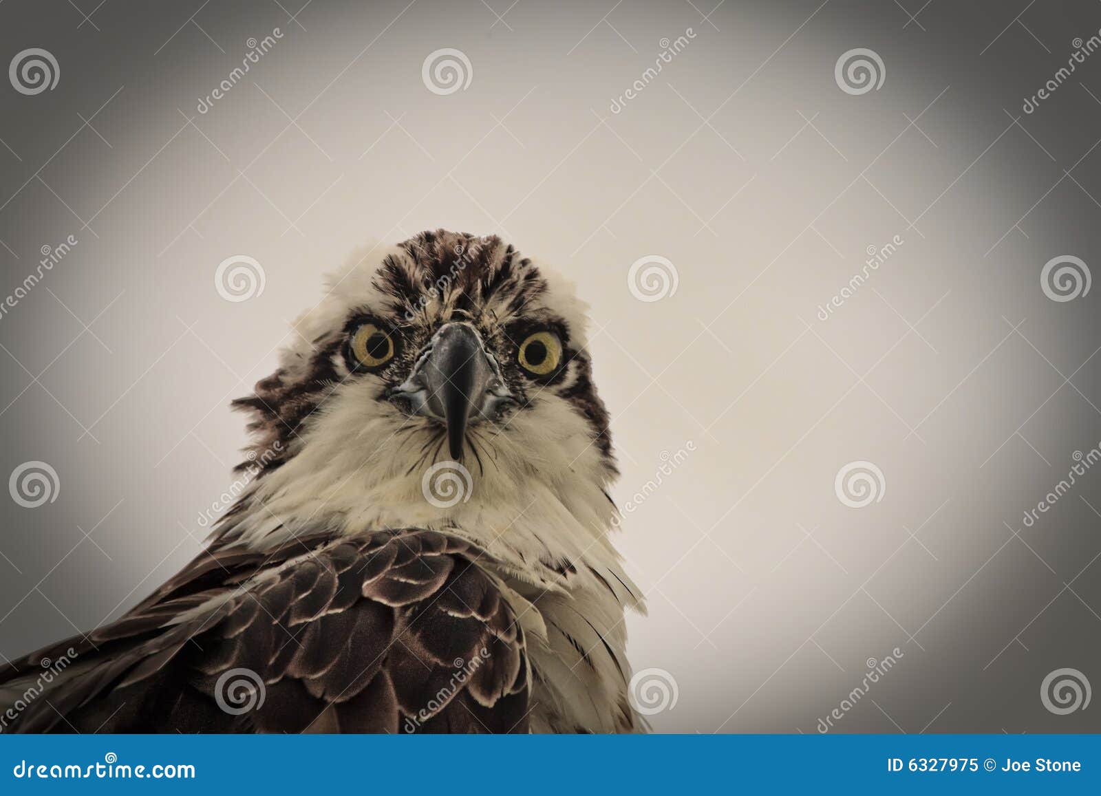 Osprey stock image. Image of prey, predator, strong, bird - 6327975