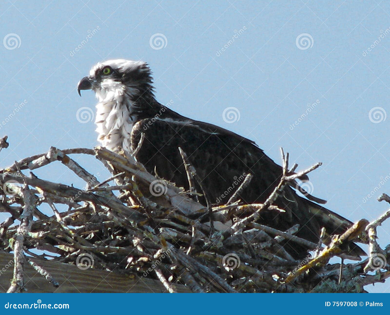 Osprey stock photo. Image of america, beak, nature, avian - 7597008