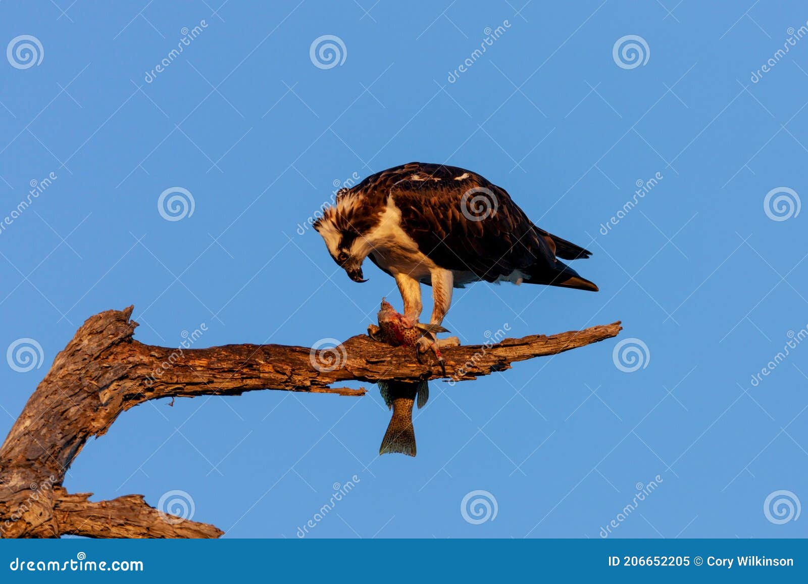 Osprey Bird with Caught Fish on a Tree Branch Stock Image - Image of ...