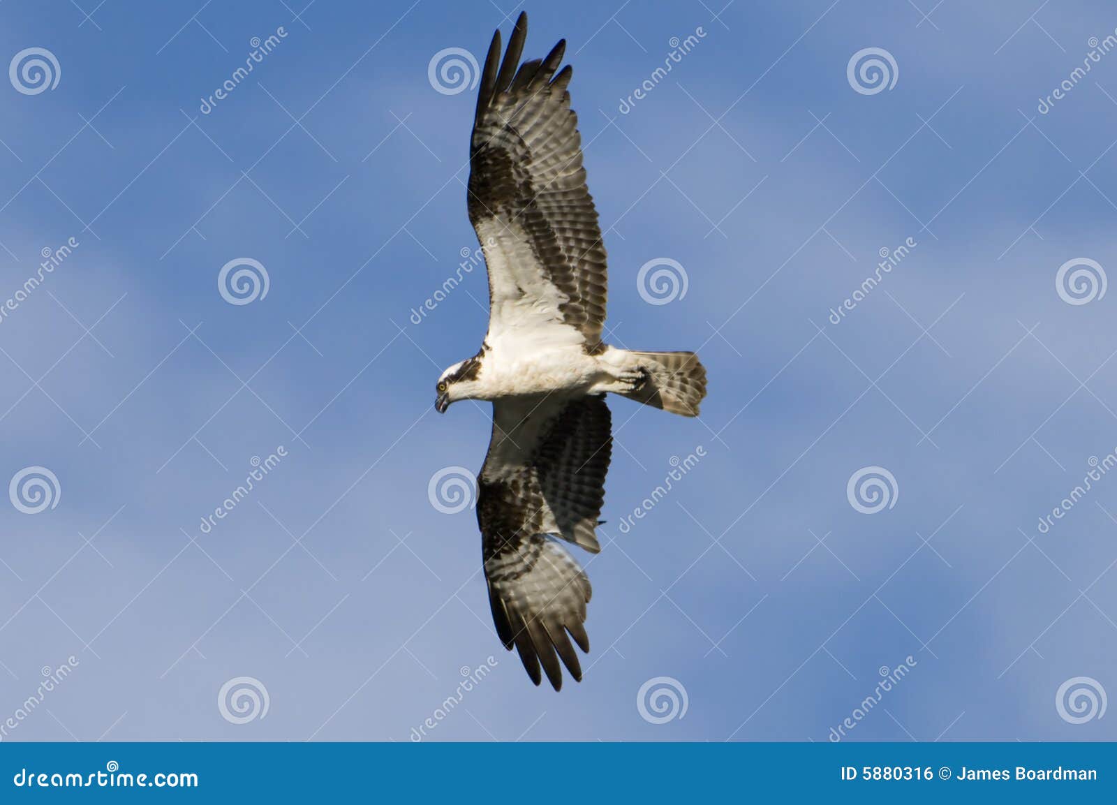 Osprey bird in flight stock photo. Image of flight, soars - 5880316 Osprey bird in flight stock photo. Image of flight, soars - 5880316