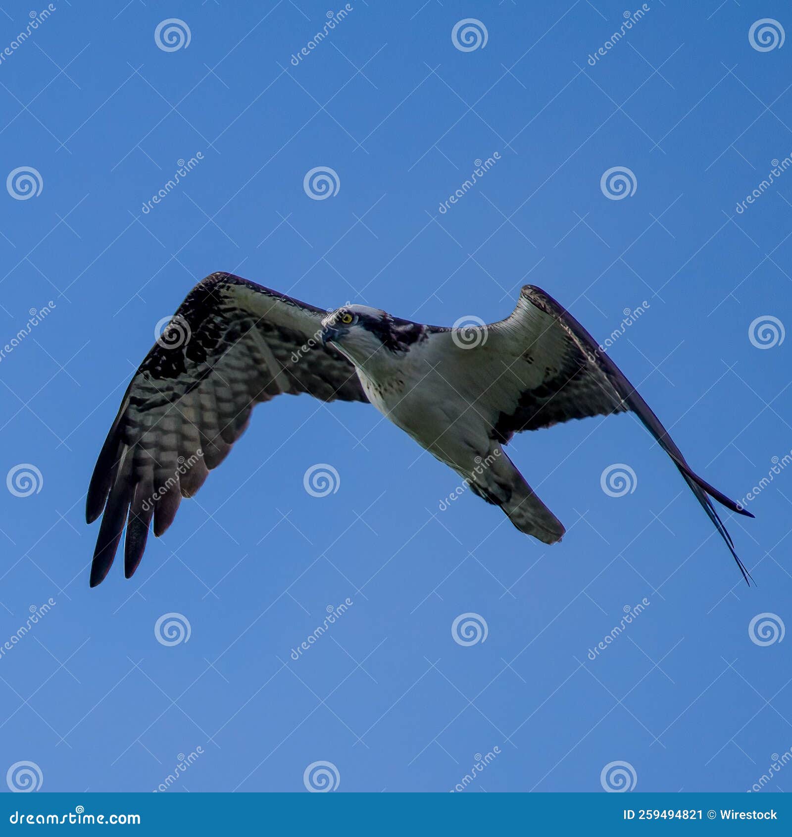 Osprey Bird in Flight with Blue Sky Background Stock Image - Image of ...