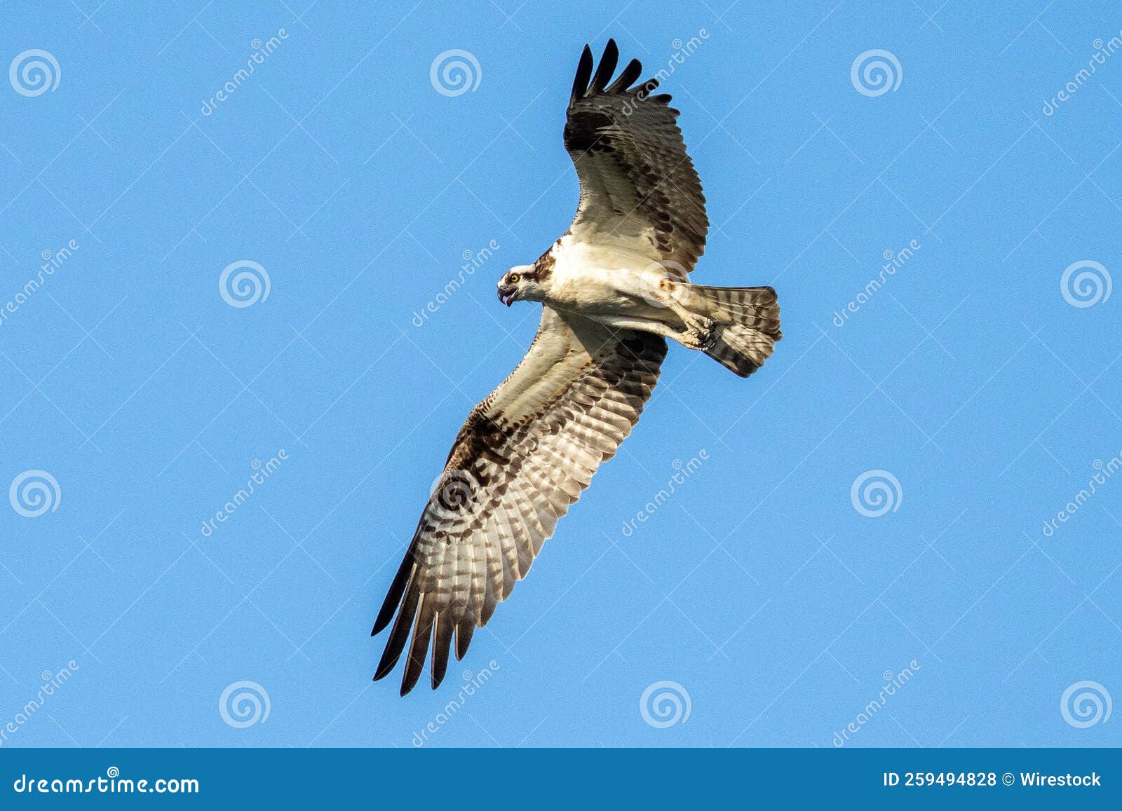 Osprey Bird in Flight with Blue Sky Background Stock Photo - Image of ...