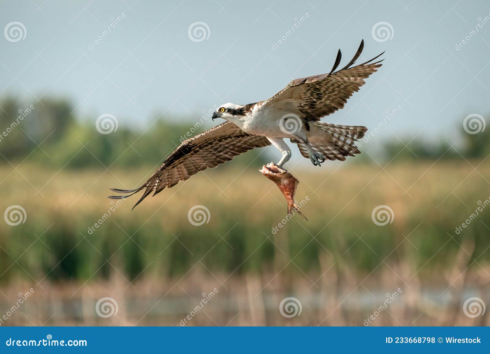 Osprey Bird Flying while Holding a Fish in Its Claws Stock Photo ...