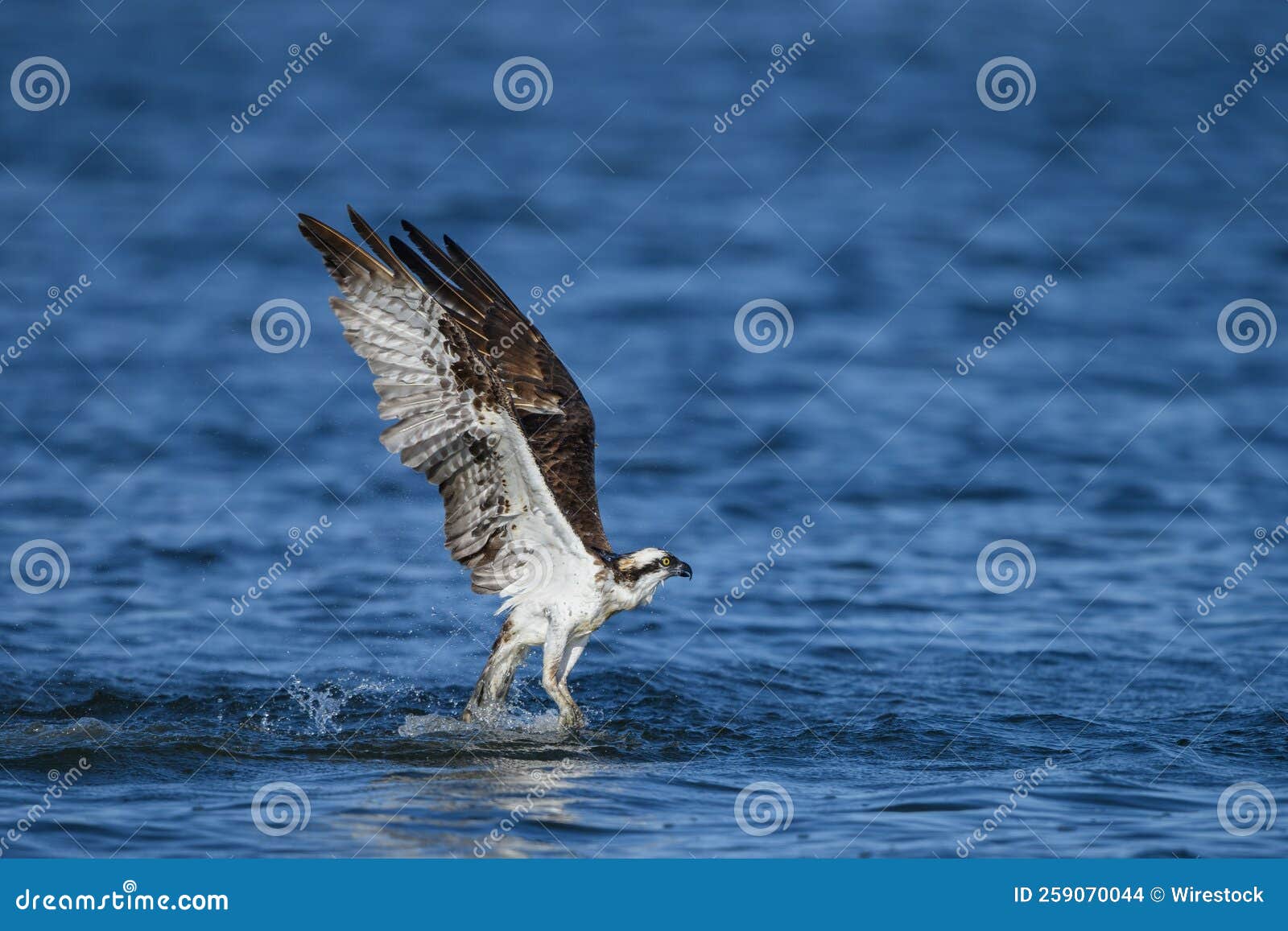 Osprey Bird Grabbing a Fish from the Surface of the Water Using Its ...