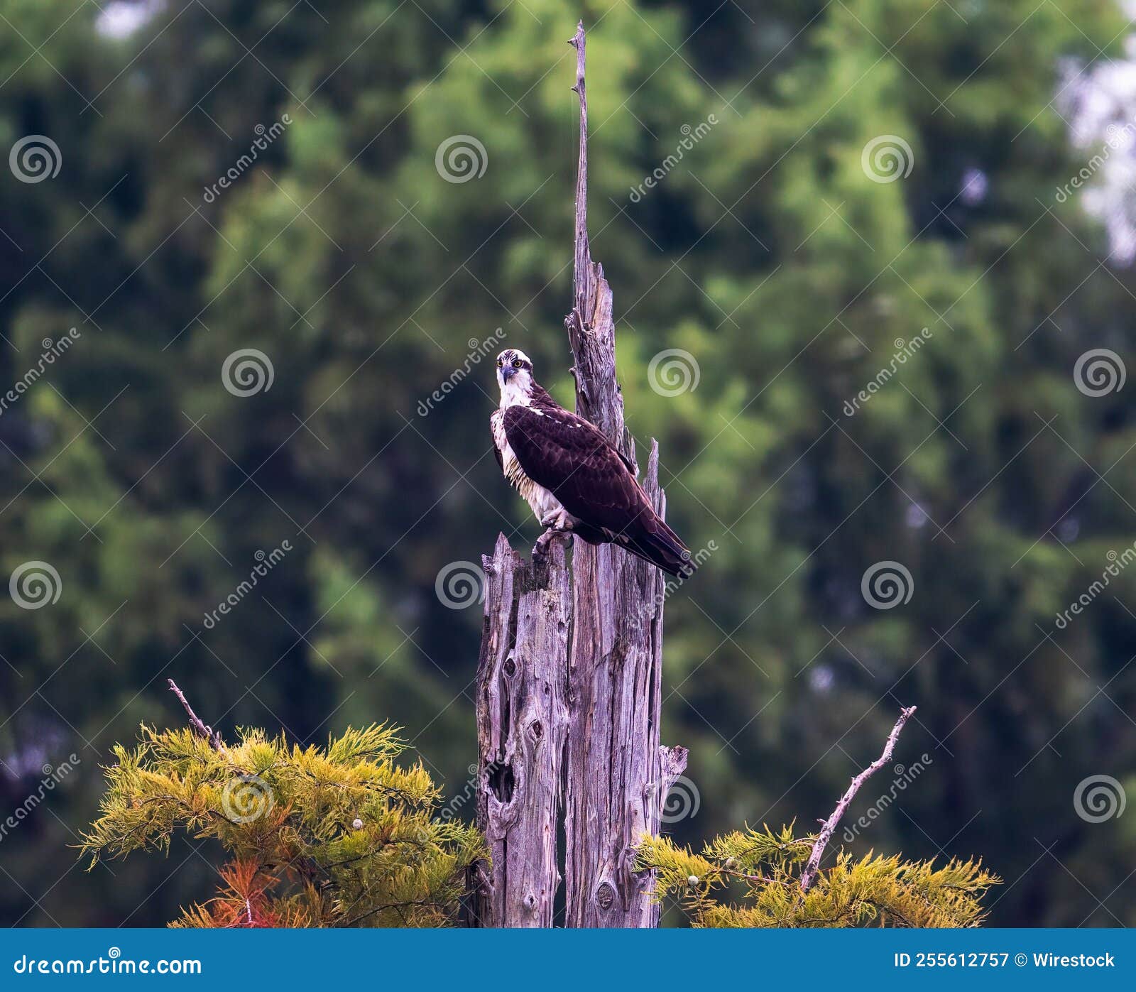 Osprey Bird Perched on the Tree in the Forest Stock Image - Image of ...