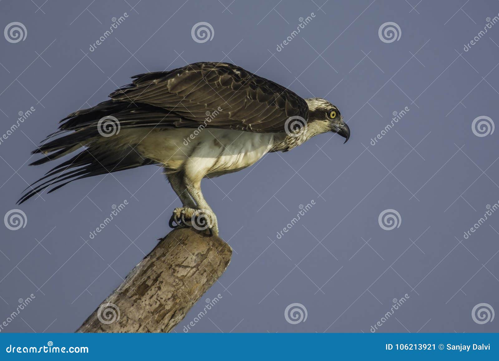 Osprey Bird in a Take Off Position Stock Image - Image of pond, blue ...