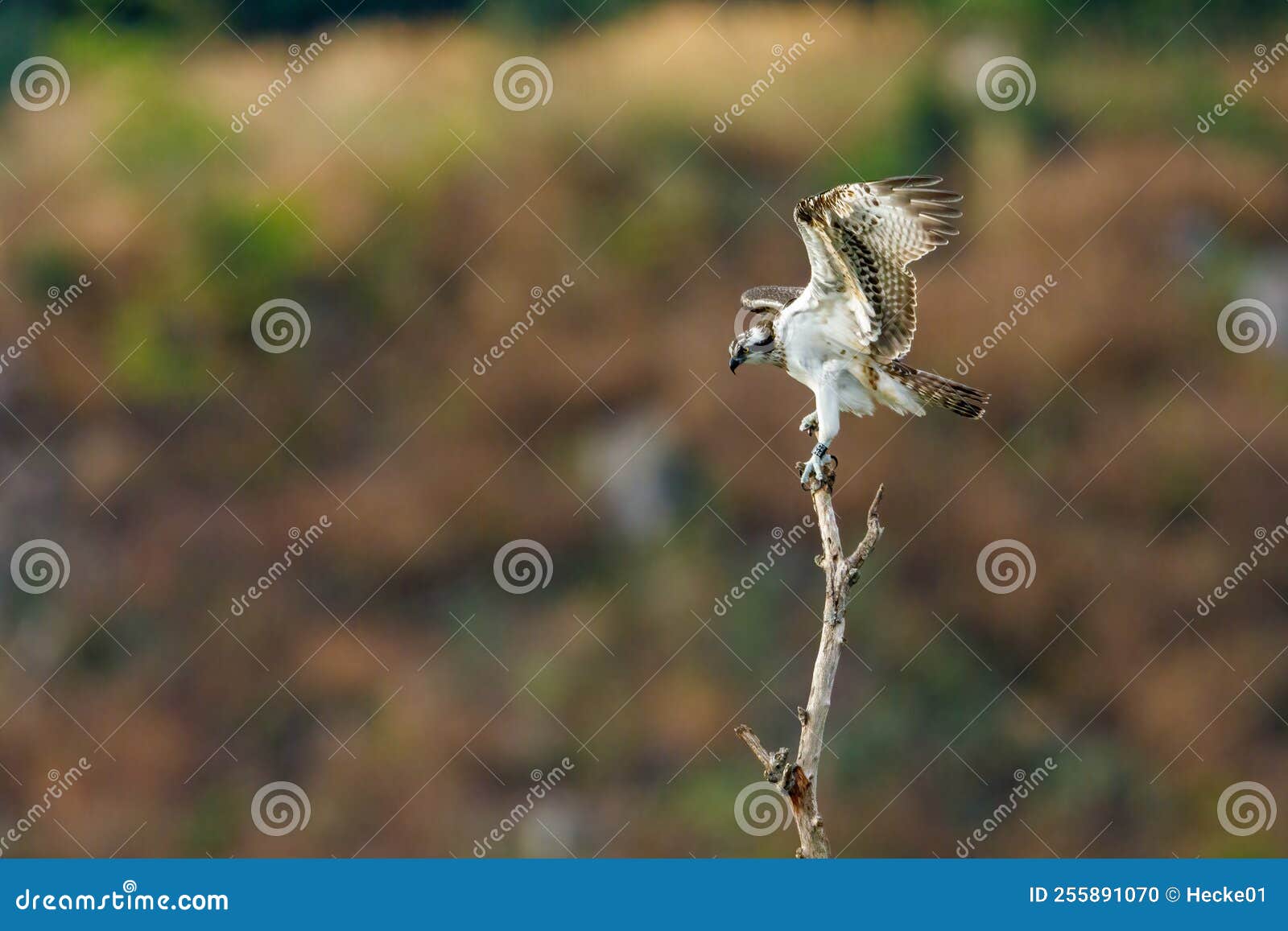 Osprey on a branch stock photo. Image of animal, predator - 255891070