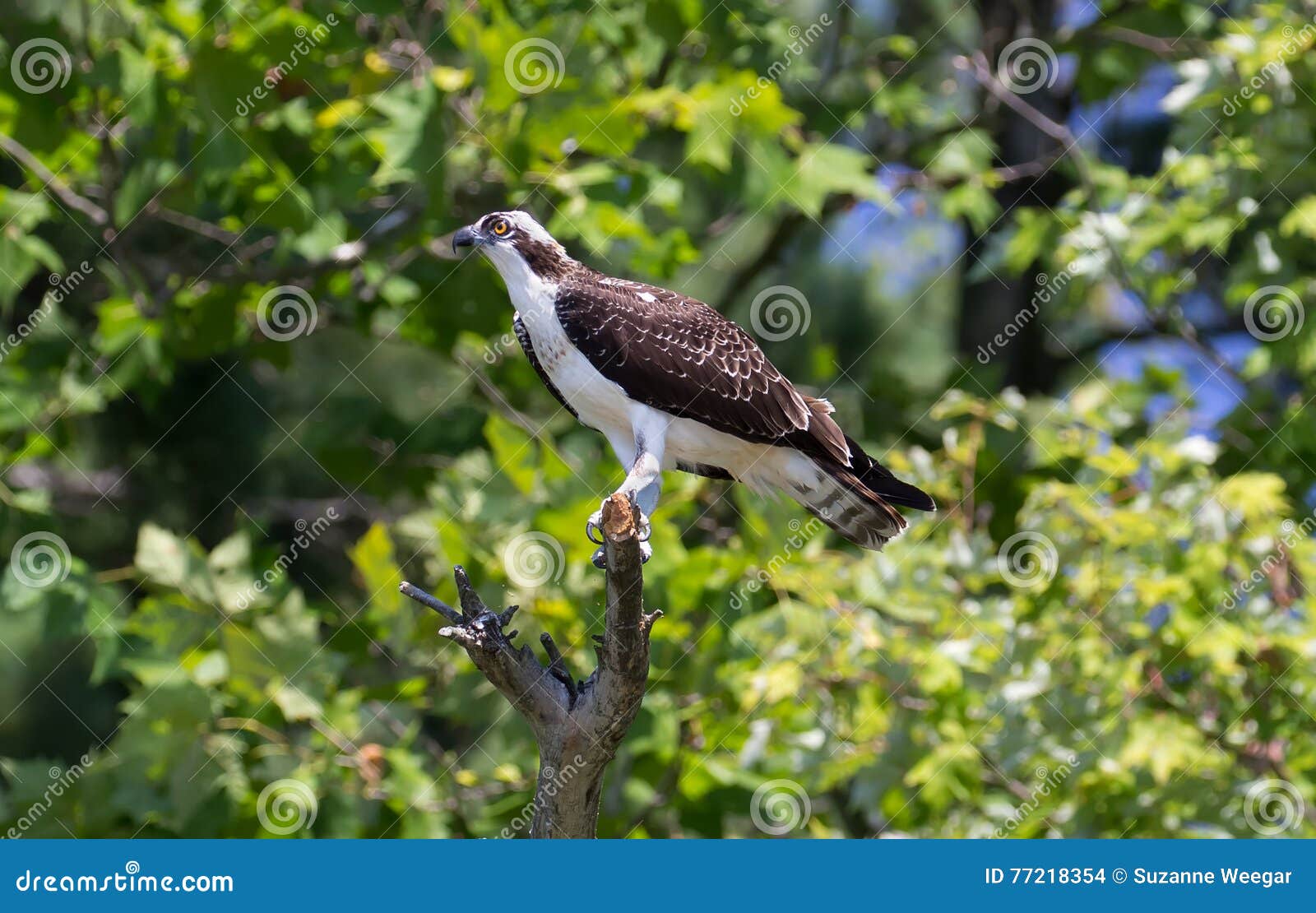 Osprey on a branch stock photo. Image of bill, branch - 77218354