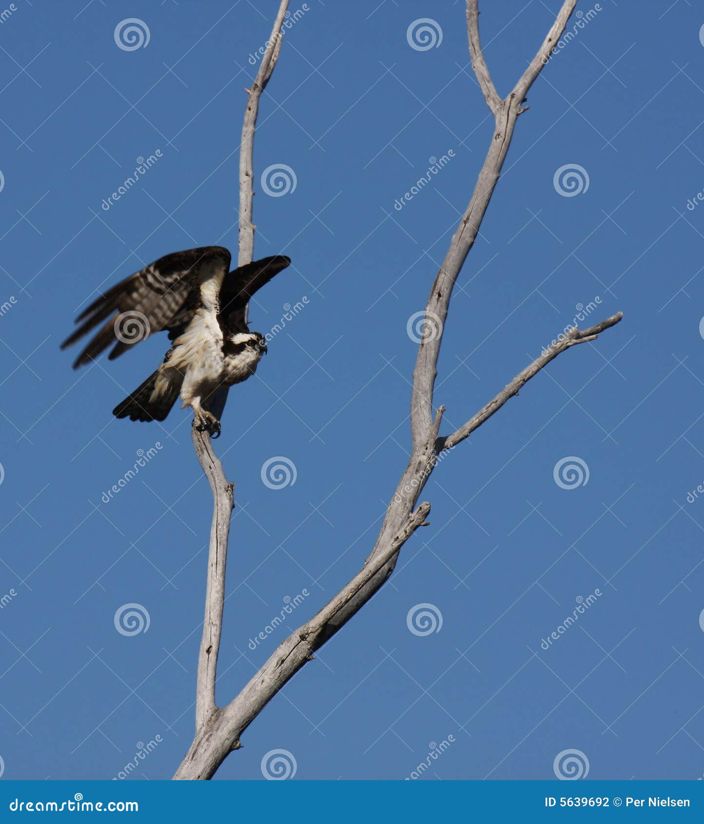 Osprey on Branch Ready To Take Off Stock Photo - Image of blue, spread ...