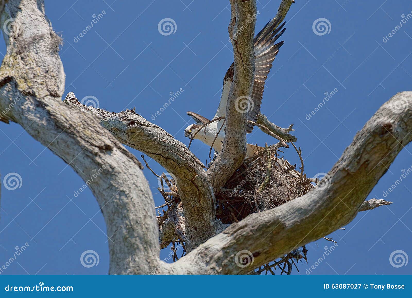Osprey Building Nest stock image. Image of breeding, falcon - 63087027